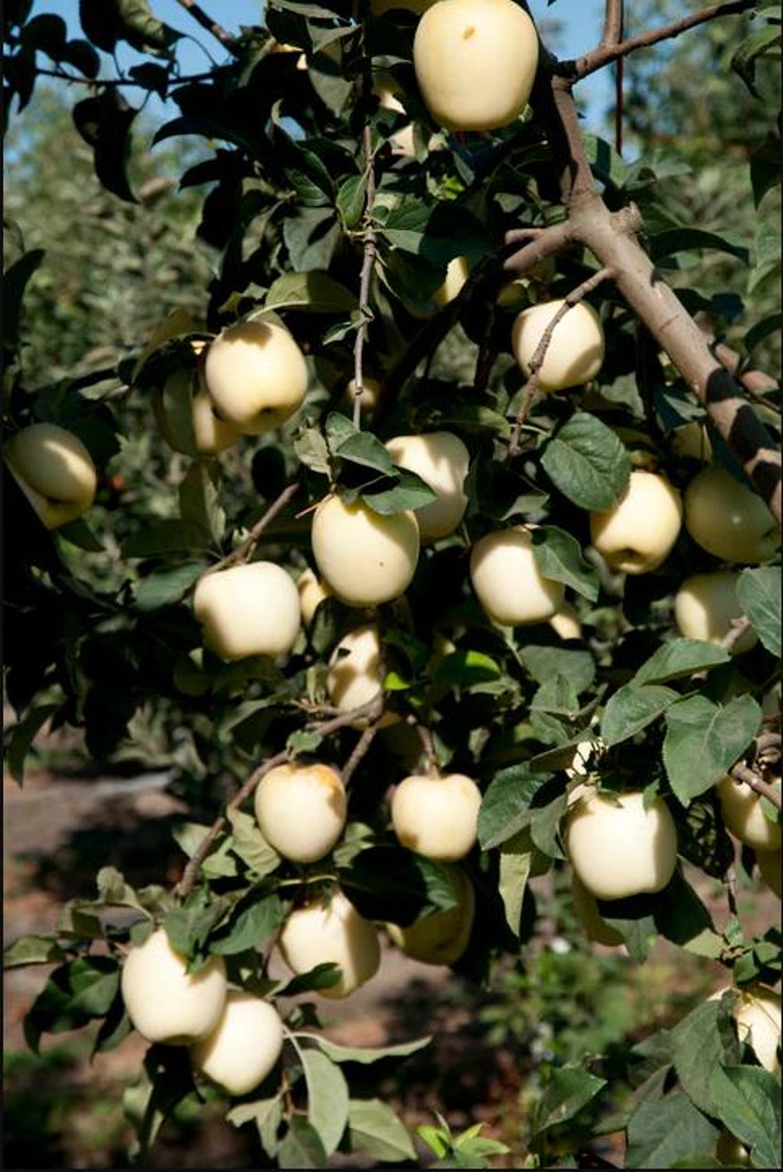 Ghost Apple Tree, Bare Root - Etsy