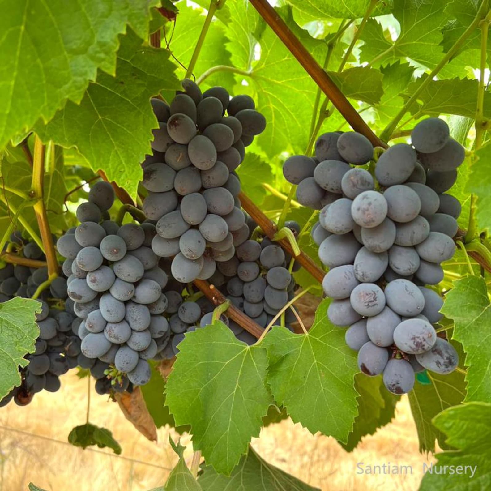Jupiter Seedless Table Grape, Muscat Grape Plant - Etsy
