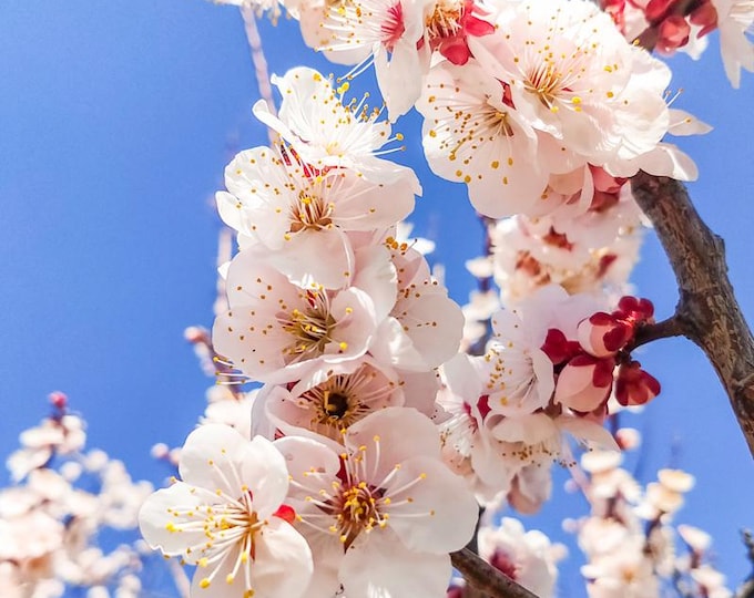 Bungo Flowering Apricot Tree, Ume, Bare Root, 3/8" 豊後梅（ぶんごうめ） - Etsy