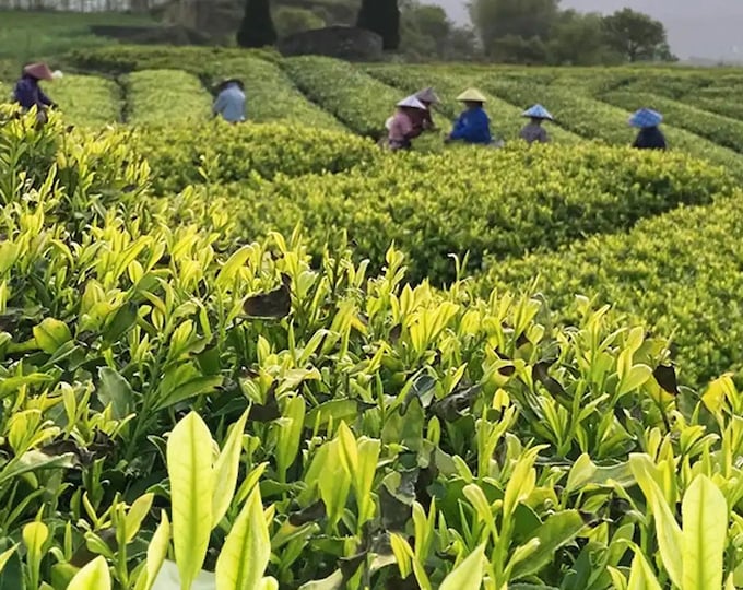 Camellia Sinensis, Anji White Tea Plant. 安吉白茶苗 - Etsy