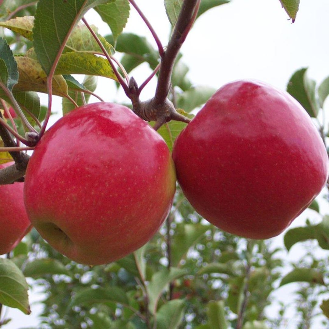 Pink Lady Apple Tree. Bare Root - Etsy