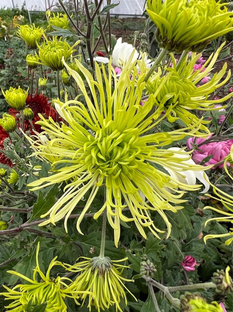 Green Chrysanthemum (mums) Plant,5 Inches Large Flower, Potted. 绿千丝菊花 ...