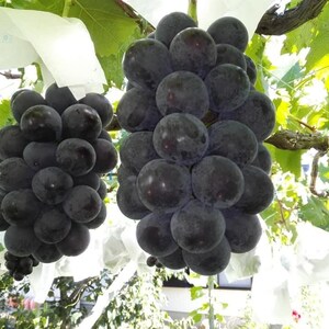 Japanese Fujiminori Giant Table Grape Plant, 藤稔葡萄/乒乓球葡萄 US Seller - Etsy