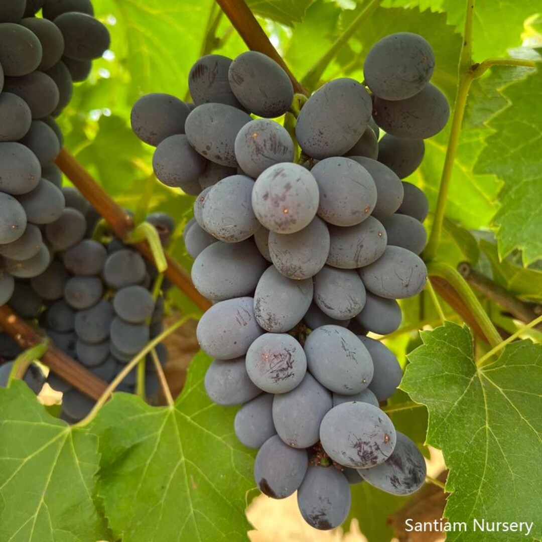 Jupiter Seedless Table Grape, Muscat Grape Plant - Etsy