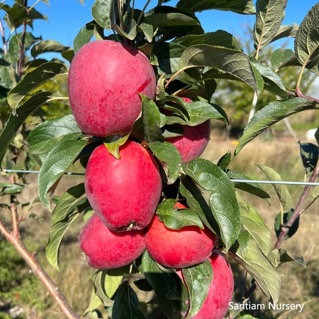 Santiam Red Gala Apple Tree on M7, Bare Root, Excellent Disease ...