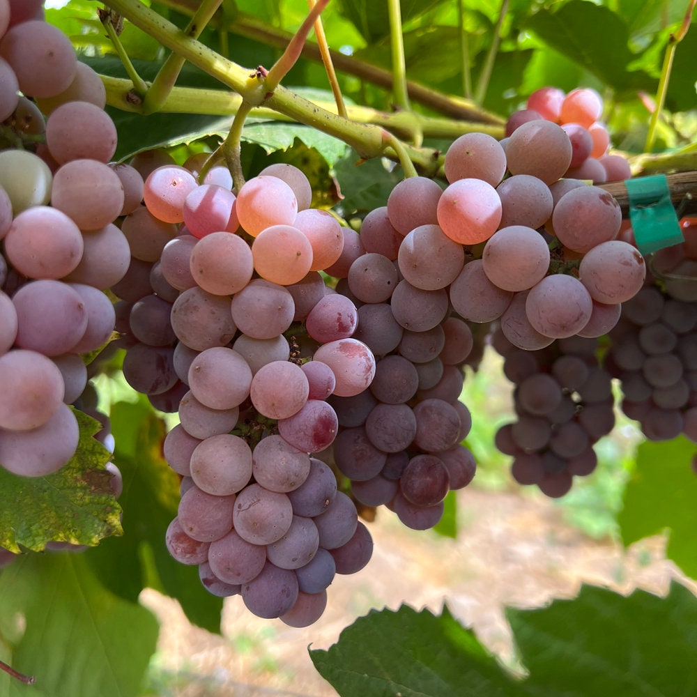 Reliance Seedless Table Grape Plant Bare Root 无核寒香蜜葡萄苗 US Seller - Etsy