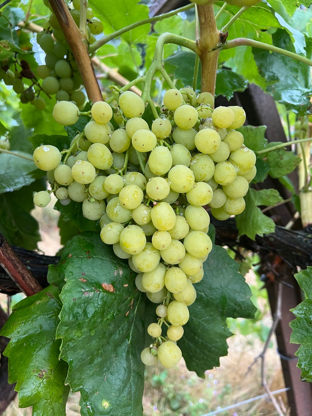Diamond Muscat Seedless Grape Plant Bare Root 钻石玫瑰葡萄苗 麝香葡萄 US Seller - Etsy