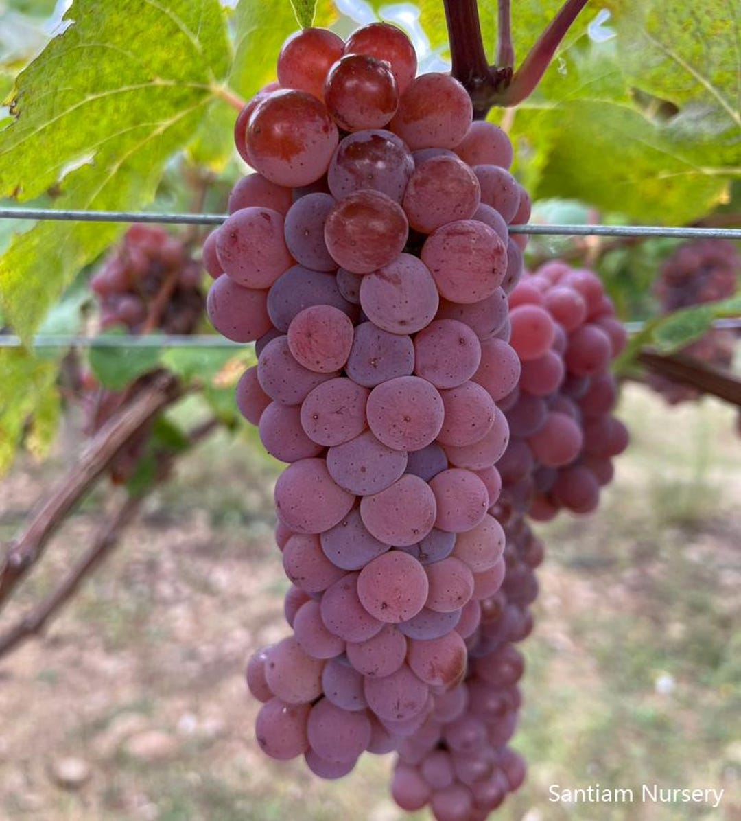 Canadice Seedless Table Grape Plant - Etsy Australia