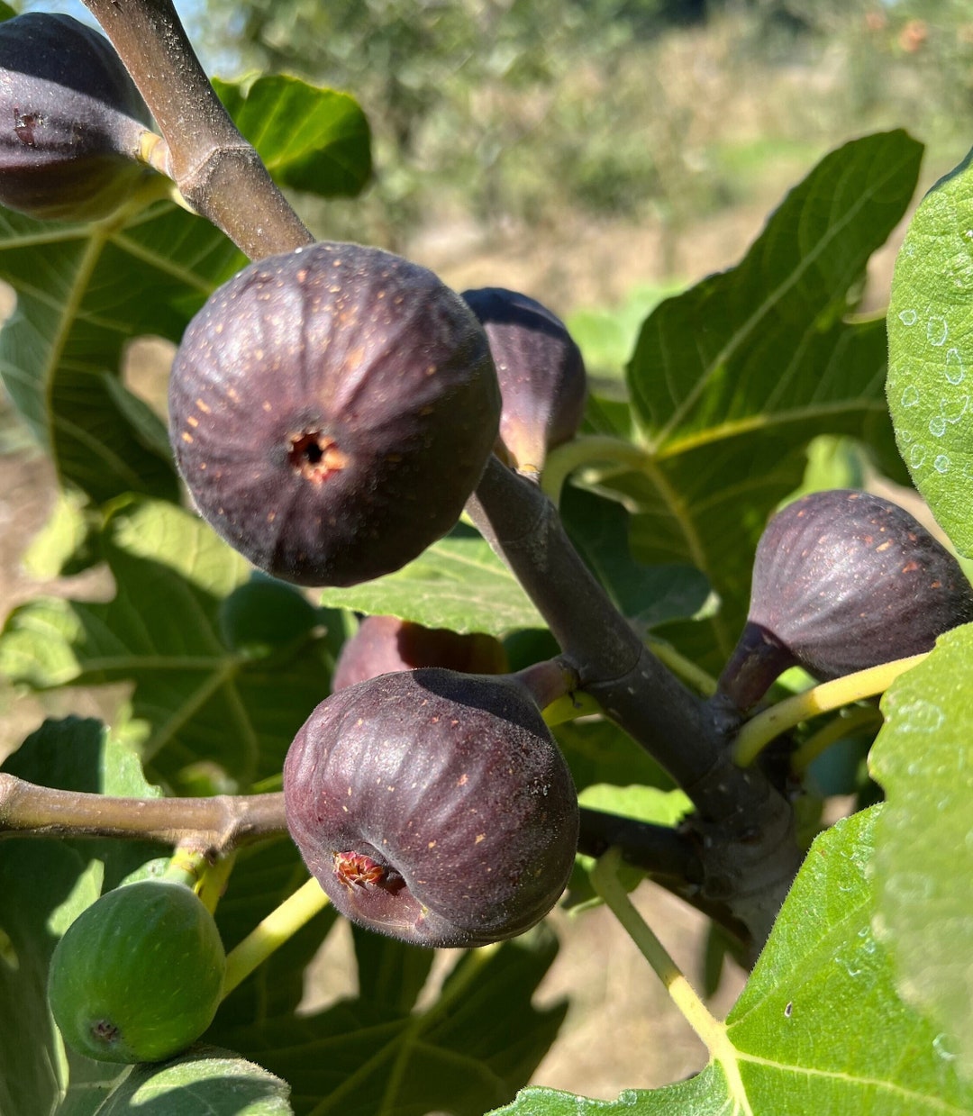 Chicago Hardy Fig Tree, Cold Hardy, US Seller - Etsy