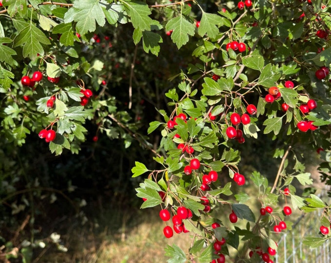 Wild Hawthorn crataegus Monogyna Organic Ornamental Fruiting Shrub ...