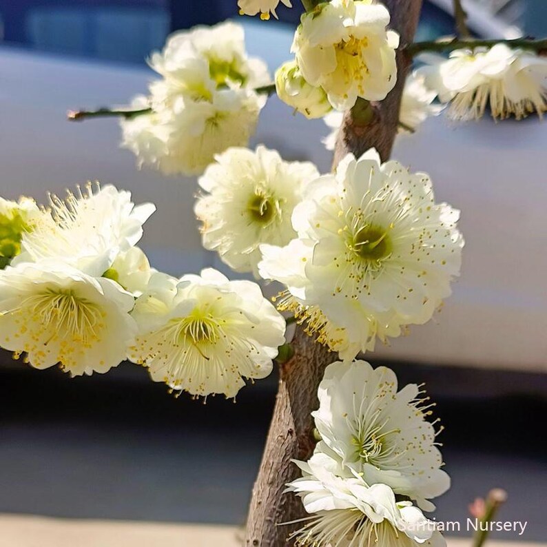 Tsukikage Ume, Golden Coin Green-calyx Flowering Apricot Tree, 月影梅 ...