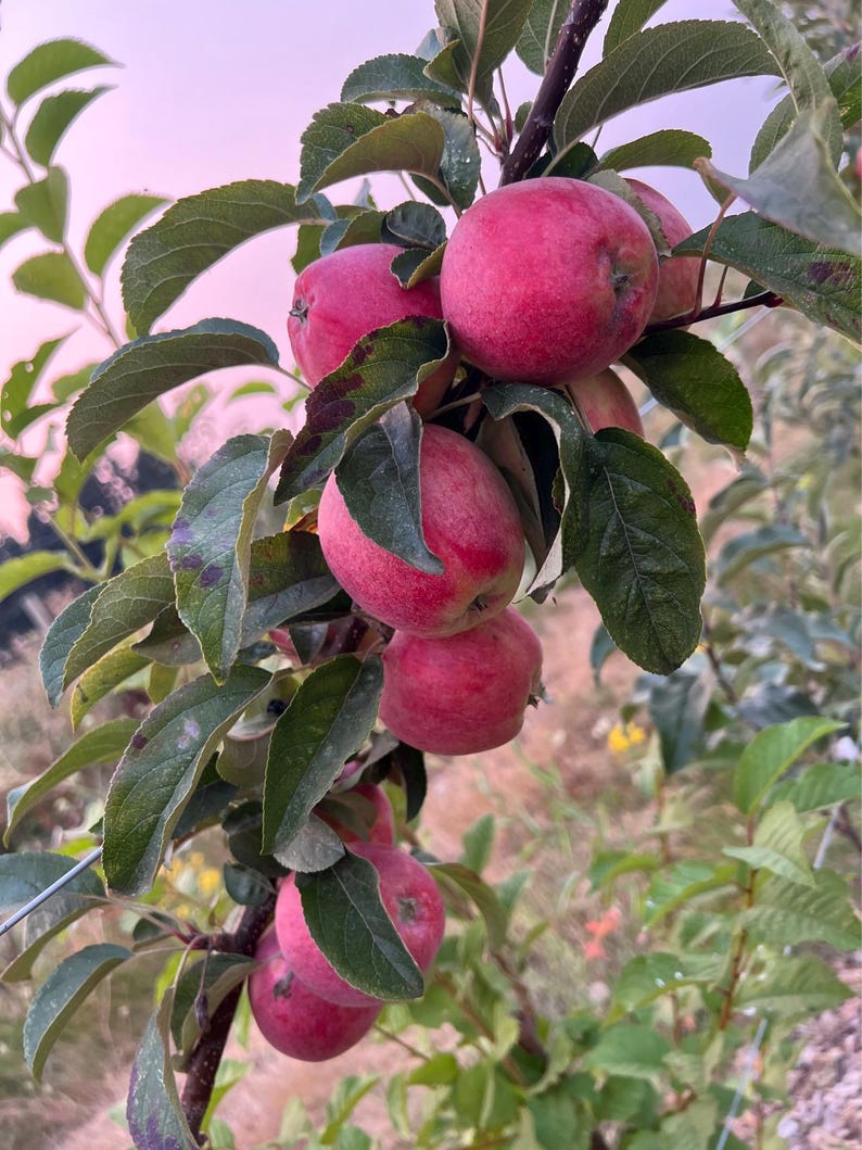 Santiam Red Gala Apple Tree on M7, Bare Root, Excellent Disease ...