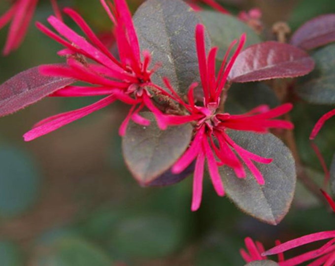 Loropetalum (chinese Fringe) Plant 红花檵木，紅花 檵 （ ㄐㄧˋ ） 木 Perfect for ...
