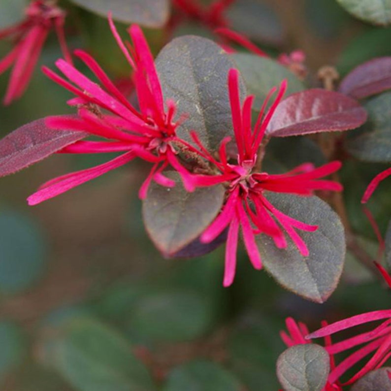 Loropetalum Chinese Fringe Flower Plant - Perfect for Bonsai 红花檵木 - Etsy