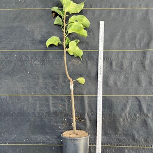Red Delicious Apple Tree on M7, Bare Root, スターキング・デリシャス リンゴ, 红星苹果 - Etsy