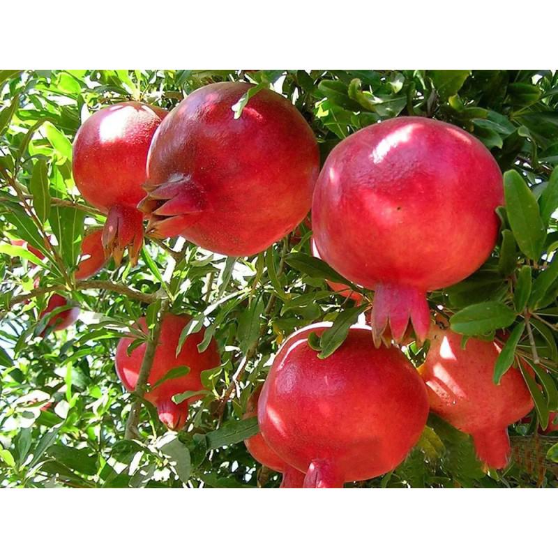 Parfianka Soft Seeds Pomegranate - Etsy