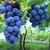 Shine Muscat Premium Japanese Grape Plant on 3309 C, Potted,晴王麝香葡萄，シャイン ...