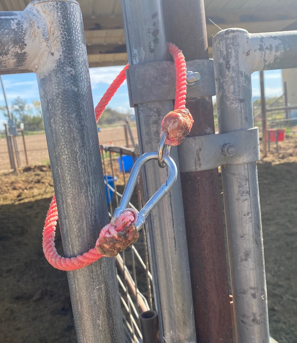 Bucket Hanger, Gate Clip Lariat Rope Clip: Locking Carabiner for Horses ...