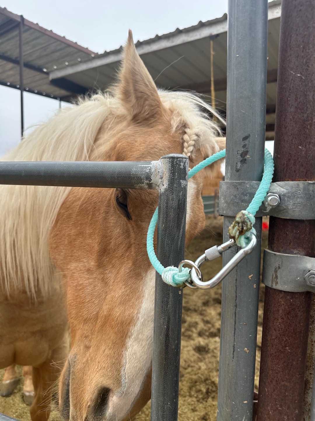 Bucket Hanger, Gate Clip Lariat Rope Clip: Locking Carabiner for Horses ...