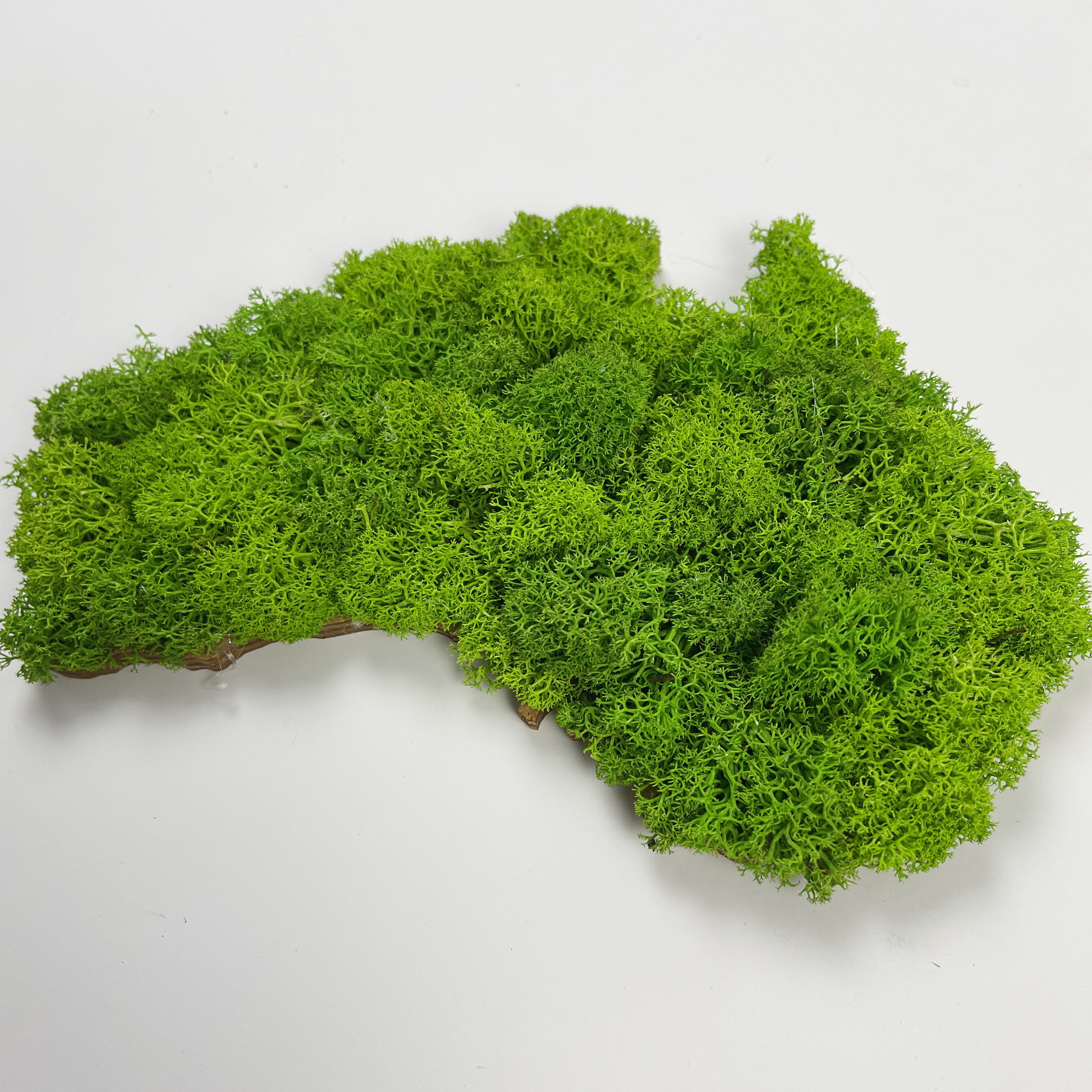 Moss Wall Art World Map - Etsy