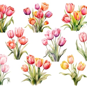 Watercolor Tulip PNG Bundle, Watercolor Flowers Clipart, Digital Floral ...