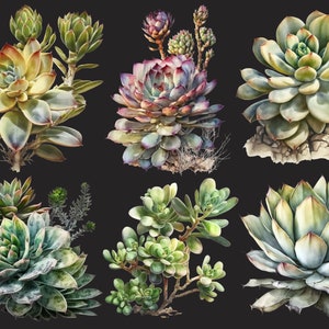 Watercolor Succulent Clipart, Succulent Png, Watercolor Clipart ...