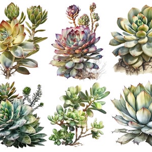 Watercolor Succulent Clipart, Succulent Png, Watercolor Clipart ...