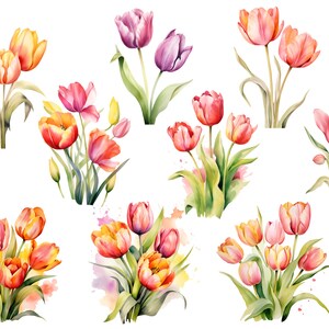 Watercolor Tulip PNG Bundle, Watercolor Flowers Clipart, Digital Floral ...