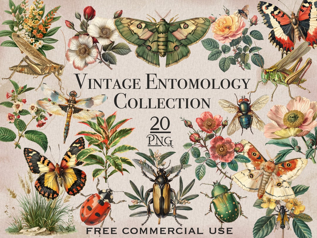 Vintage Insects & Plants PNG Bundle, Entomology Digital Downloads ...