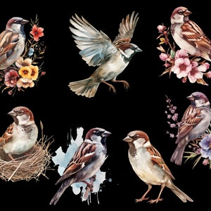 Watercolor Sparrow PNG Bundle, Bird Lover Clipart, Bird Watcher Floral ...