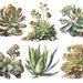 Watercolor Succulent Clipart, Succulent Png, Watercolor Clipart ...