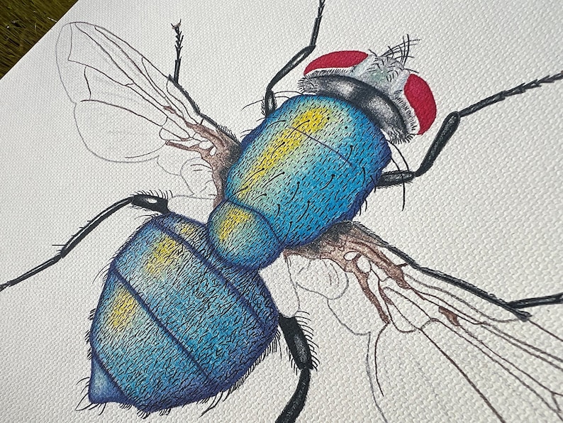 Fly Illustration Prints on Canvas set of 2 8x10 5x7 4x6 - Etsy