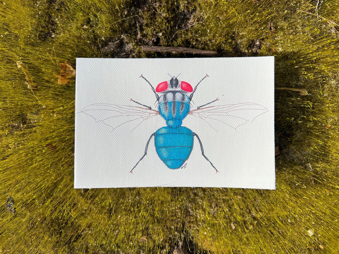 Fly Illustration Prints on Canvas set of 2 8x10 5x7 4x6 - Etsy
