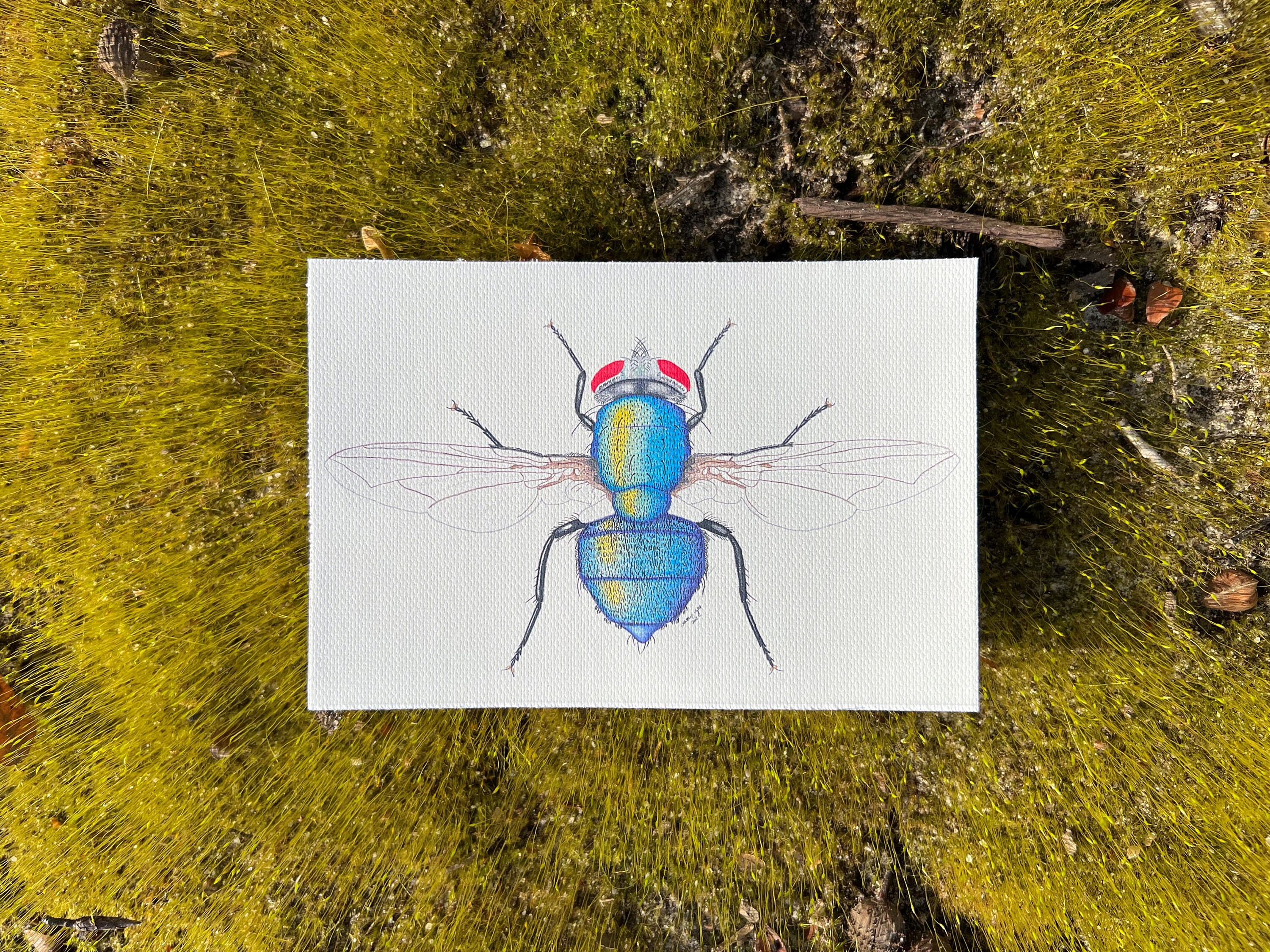 Fly Illustration Prints on Canvas set of 2 8x10 5x7 4x6 - Etsy
