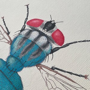 Fly Illustration Prints on Canvas set of 2 8x10 5x7 4x6 - Etsy