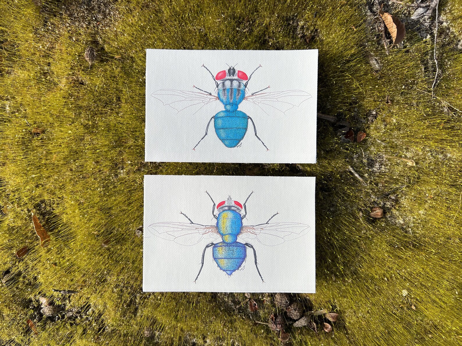 Fly Illustration Prints on Canvas set of 2 8x10 5x7 4x6 - Etsy