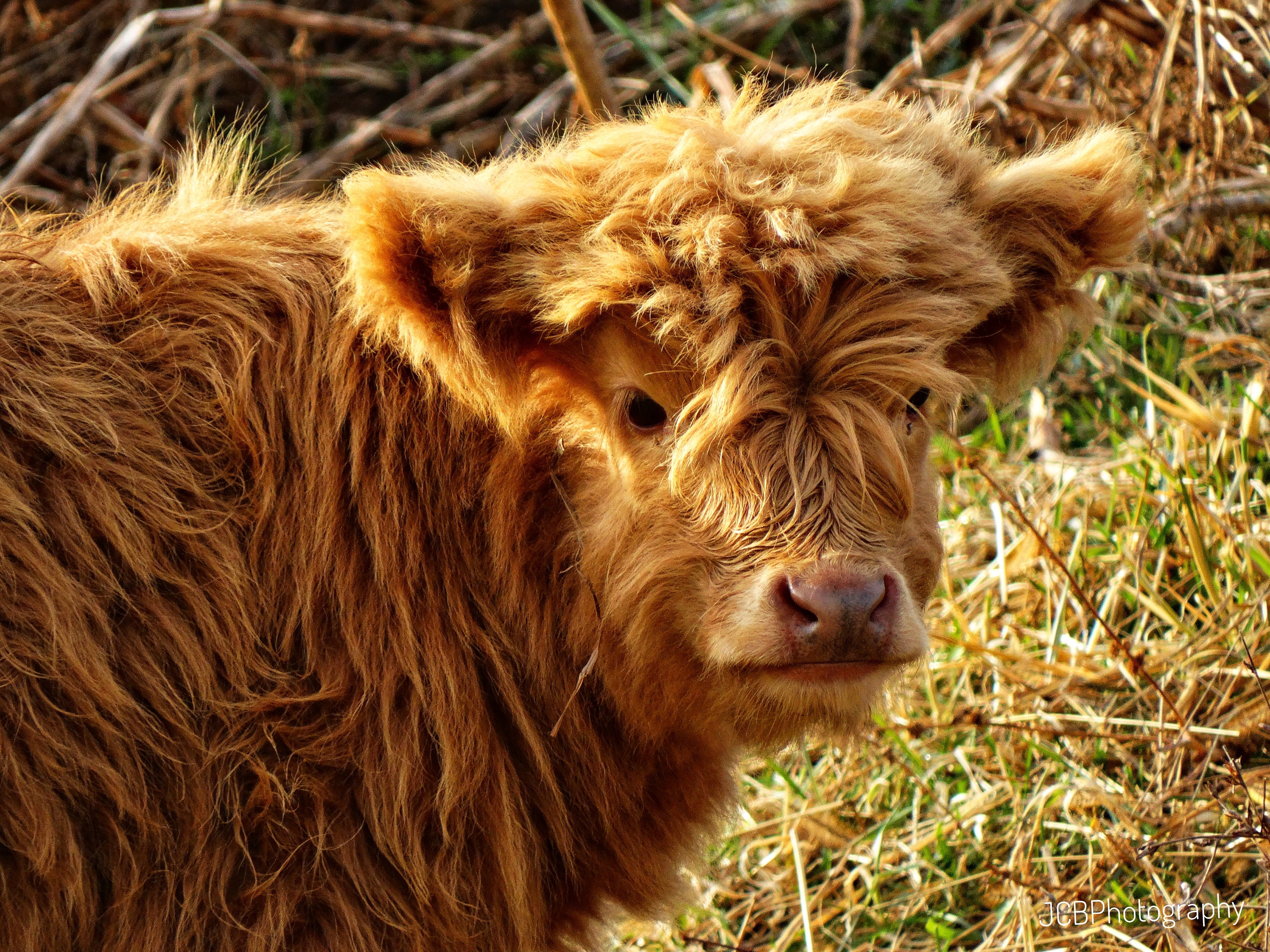 Baby Highland Cow - Etsy