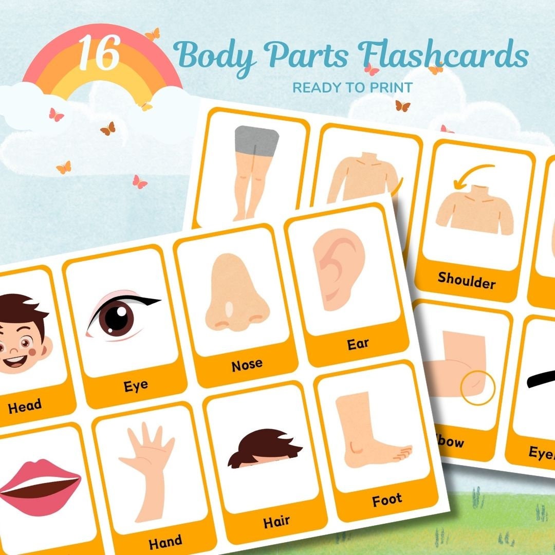 16 Interactive Human Body Parts Flashcards, Montessori, Fun Learning ...