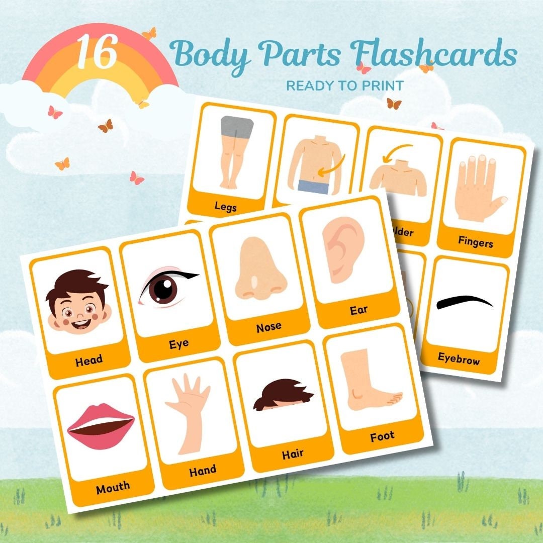 16 Interactive Human Body Parts Flashcards, Montessori, Fun Learning ...
