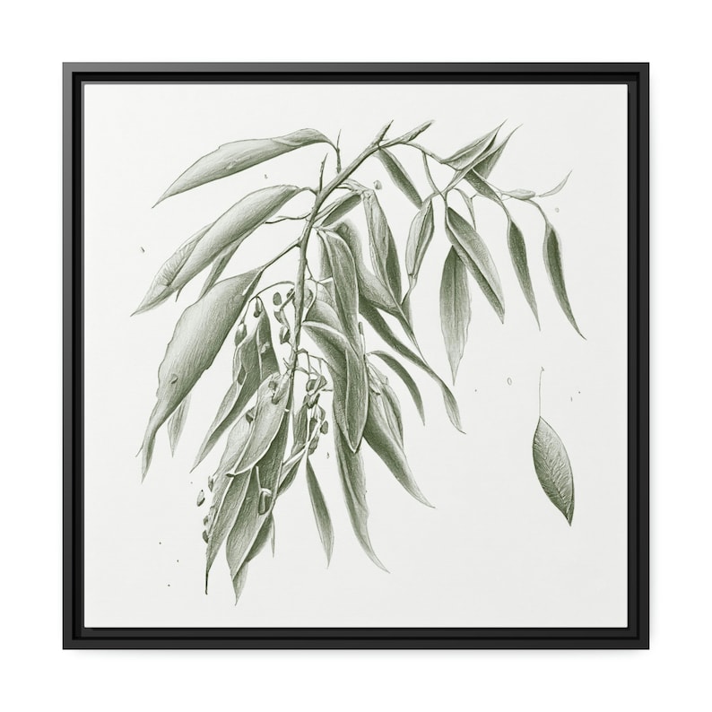 Weeping Willow salix Babylonica Framed Canvas Print Willow Botanical ...