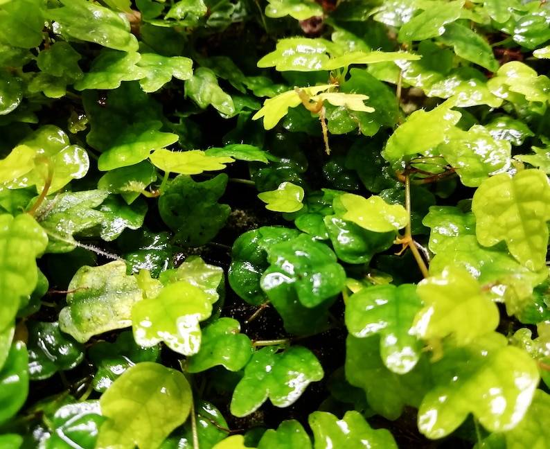 X2 Ficus Quercifolia Cuttings - Thunbergii Oak Leaf Creeping Fig Ficus ...