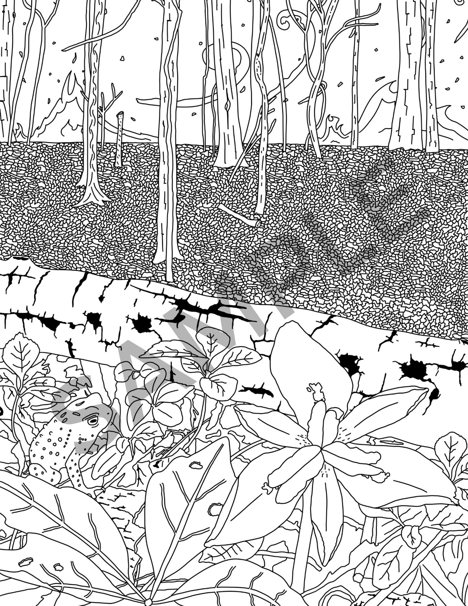 Coloring Page | Forest Flames | Plants and Animals Surviving Fire (toad ...