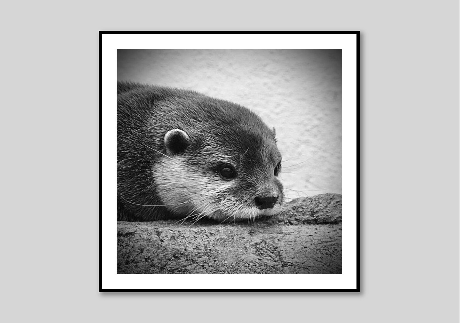 Sea Otter Black And White