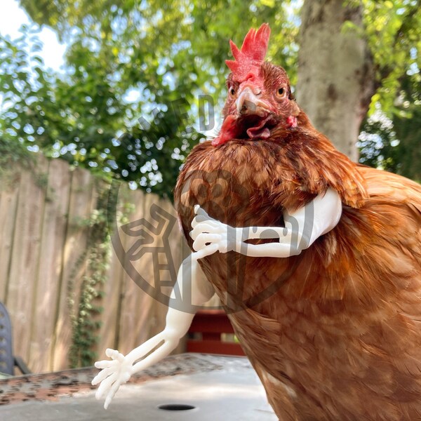 Chicken Skeleton - Etsy