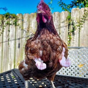 Funny Chicken Arms, Middle Finger Strong Arms for Chickens, Chicken ...