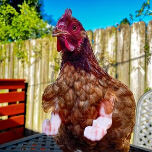Funny Chicken Arms, Middle Finger Strong Arms for Chickens, Chicken ...
