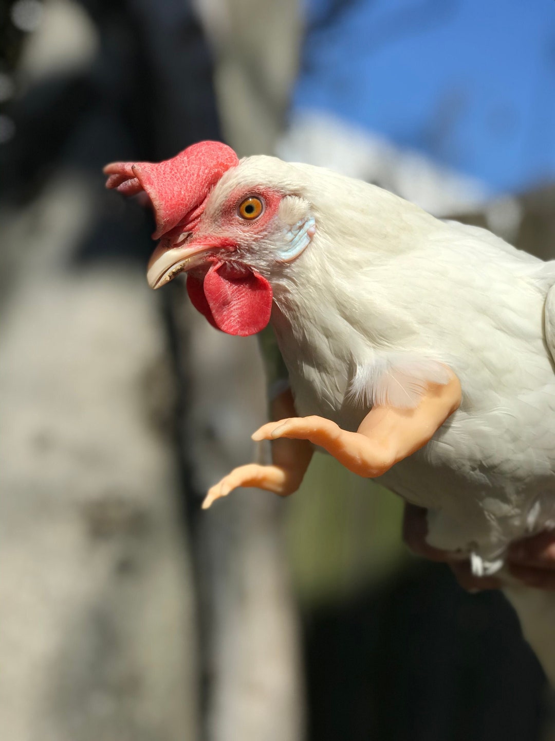 T-rex Chicken Arms: T-rex Dinosaur Muscle Arms and Dinosaur - Etsy