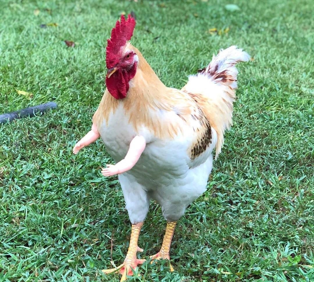 Baby Chicken Arms: Baby Arms for Chickens and Dinosaur Claws - Etsy