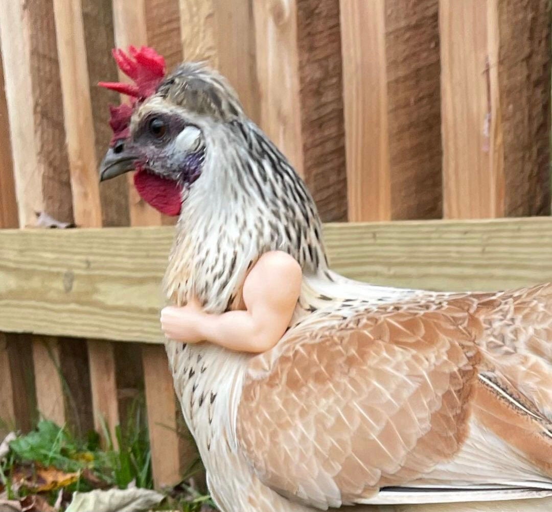 Thumbs up Chicken Arms: Thumbs up Muscle Arms for Chickens and - Etsy UK
