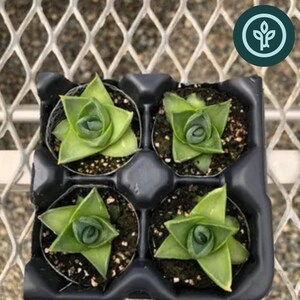 RARE Pixie Dwarf Agave | Unique Succulent | Fully Rooted Plug From ...